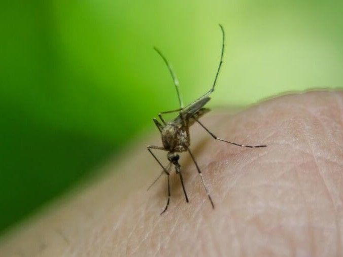 Böcek ısırıkları | Dermatoloji uzmanı Dr. Şafak Metekoğlu Akalın